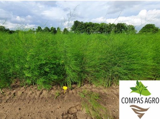 Compas Agro - Goed advies doet groeien!