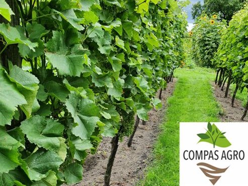 Compas Agro - Goed advies doet groeien!